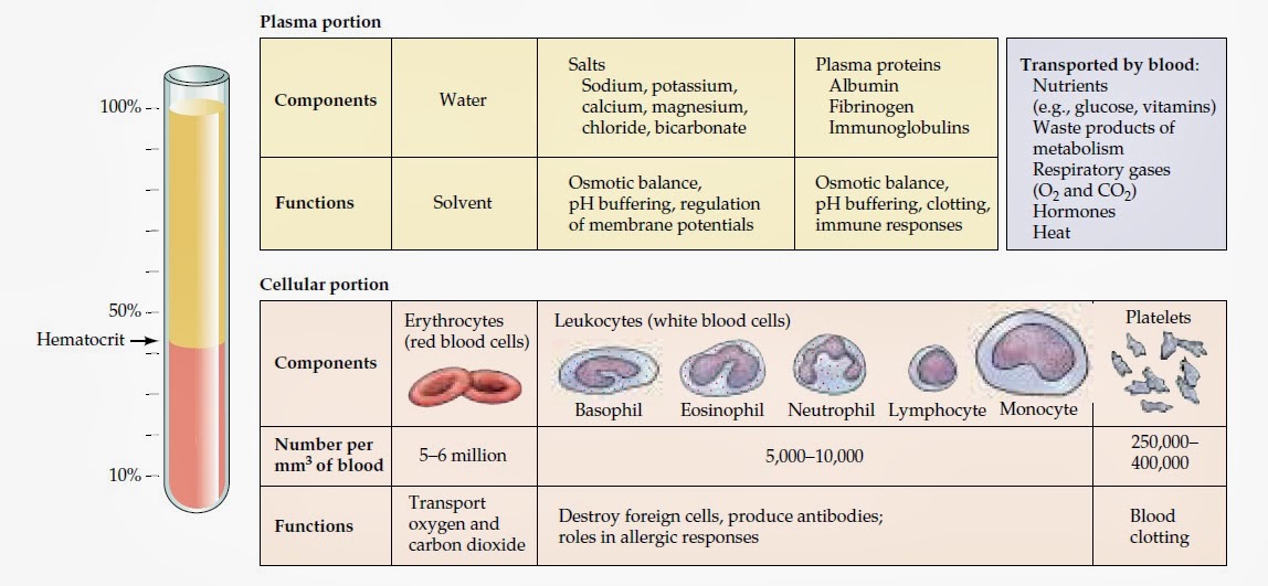Biolearnspot: Composition of human Blood