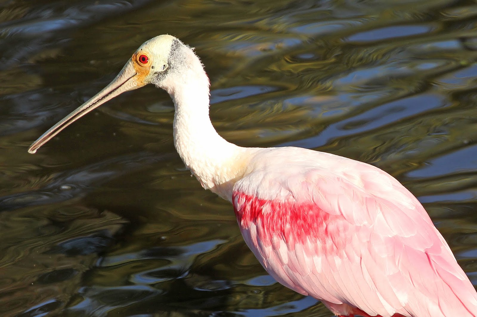 Southwest Daily Images: Roseate Spoonbill