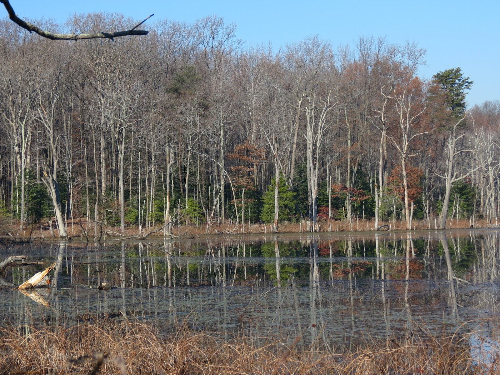 Viewing nature with Eileen: North Point State Park