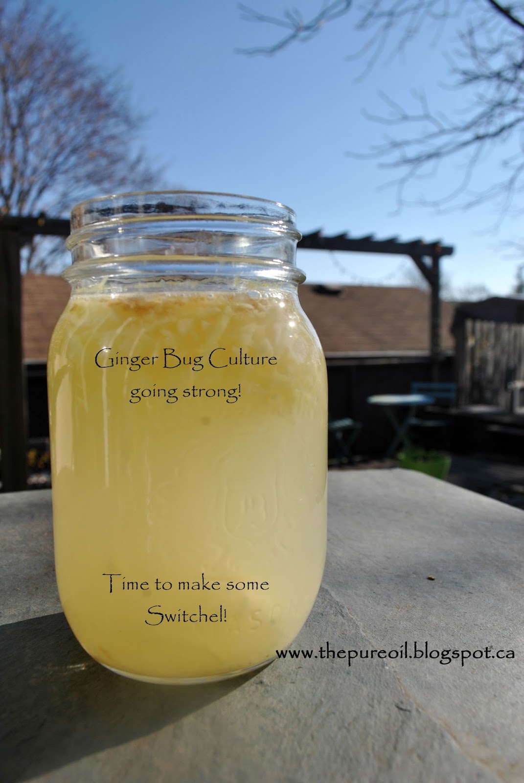 ThePureOil: What on Earth is a Ginger Bug?