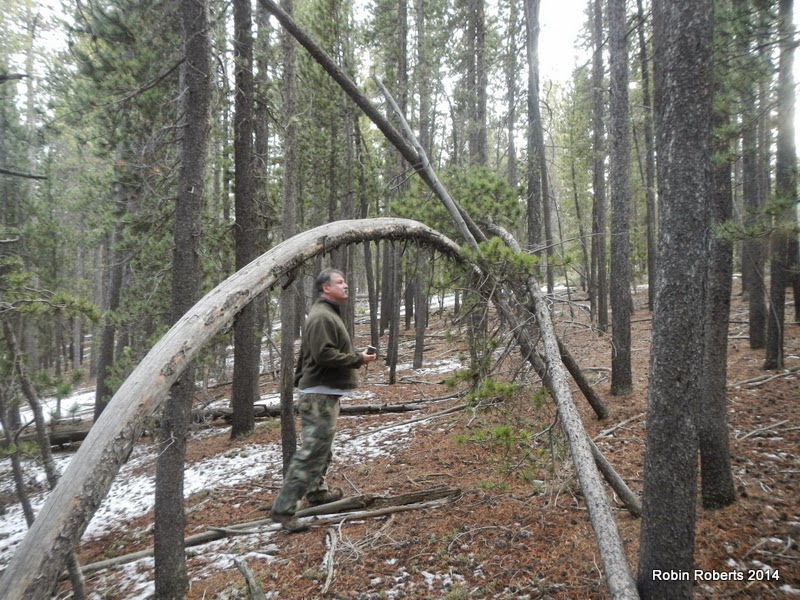 Big Foot-REALLY?: Tree structure made by Bigfoot in Colorado.