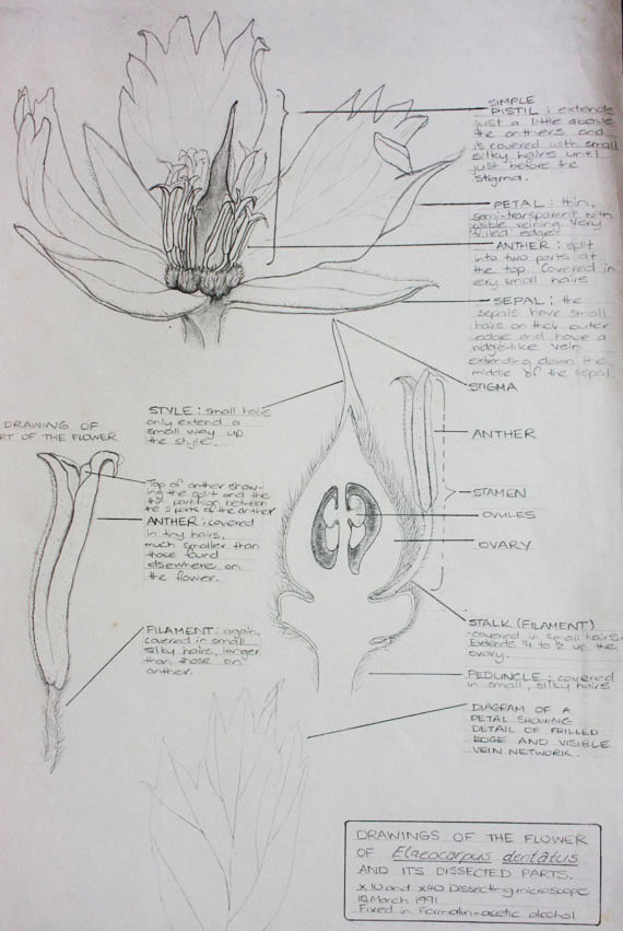 Calyx: Calyx - meaning