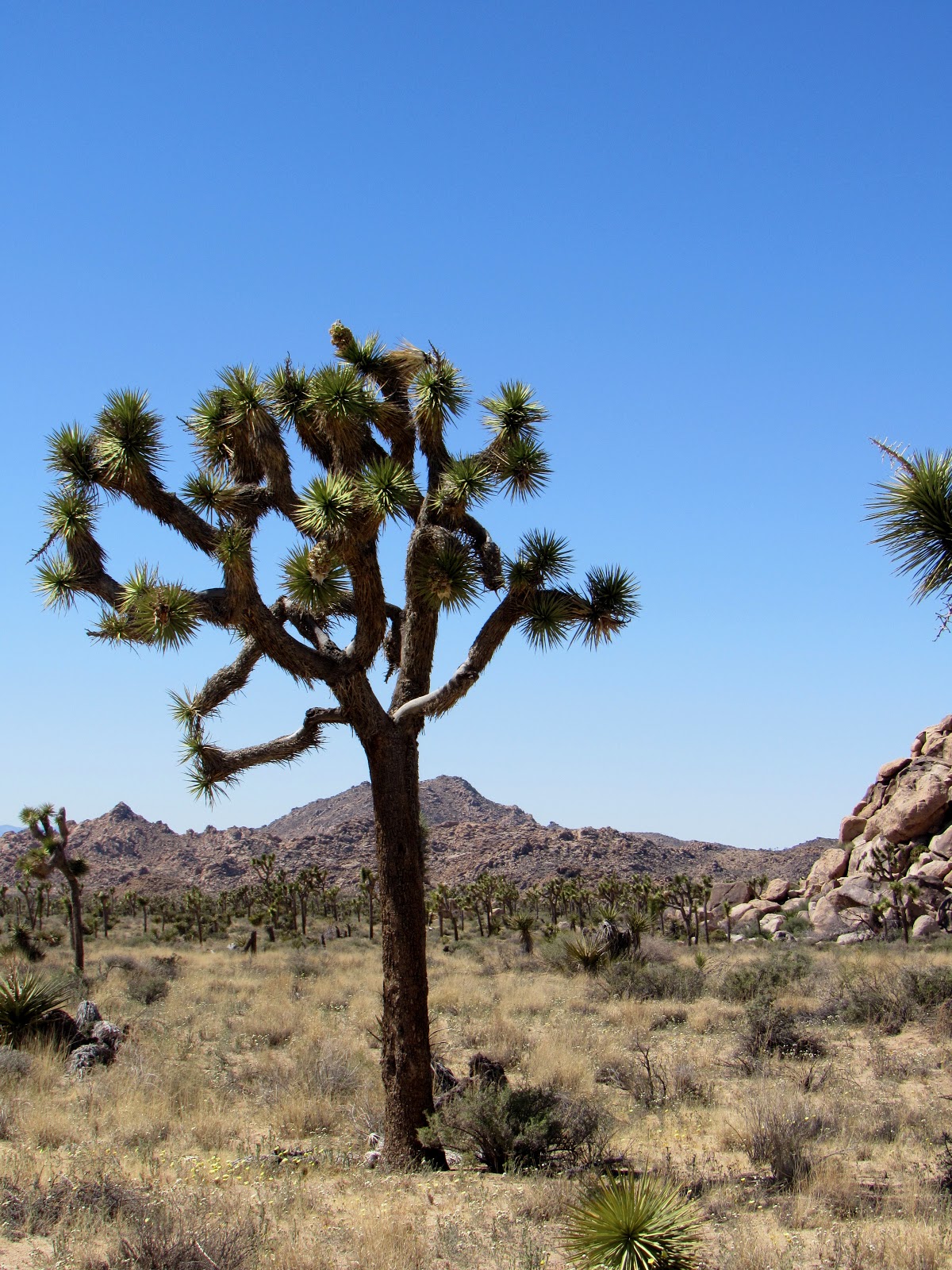 Joshua Tree Woodlands: A Tale of Sloths, Moths and the Trees that Need Them