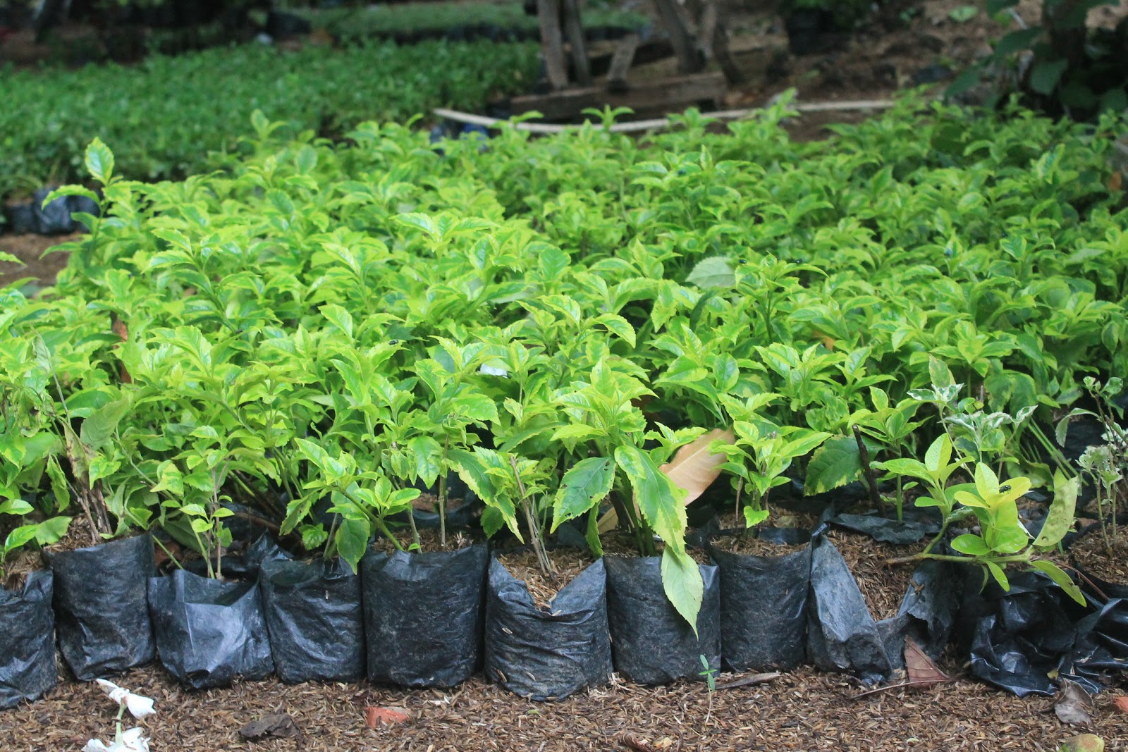 Wow 16+ Gambar Bunga Pangkas Kuning - Gambar Bunga Indah