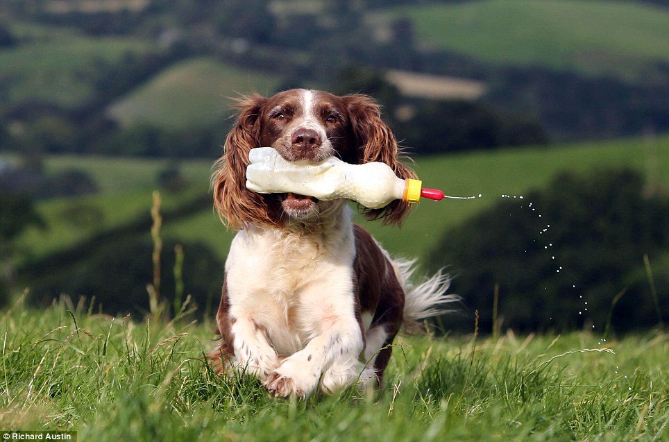 White Wolf : Meet the ultimate sheepdog! Springer Spaniel Jess rounds ...