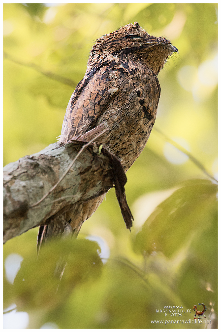 In search of the Common Potoo (A visit to Parque Natural Metropolitano)