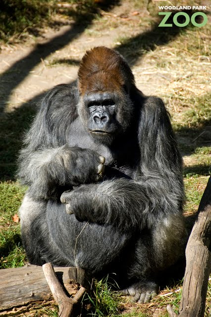 Animal spotlight: Pete, the gentleman of gorillas
