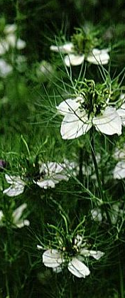 Seperti Apakah Tanaman Jintan Hitam (Habbatussauda) Itu? | 1001 Catatan ...