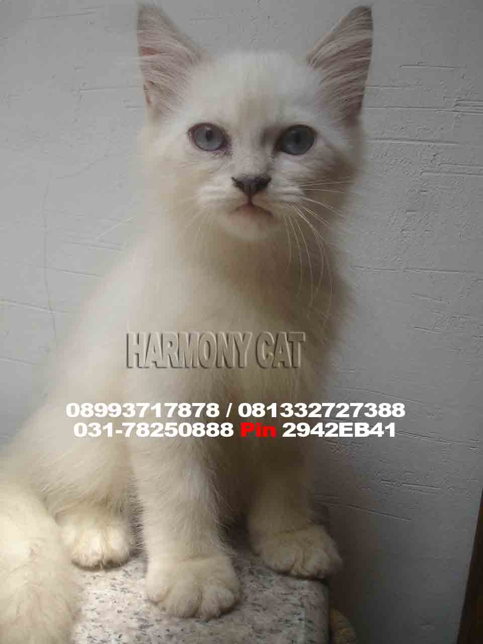 Hamster Dan Kucing Persia Murah Surabaya: KUCING JANTAN SIELPOINT ...