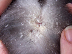 Scruffiez (Store): Common Parasites in Rabbits (Mites, Mange)