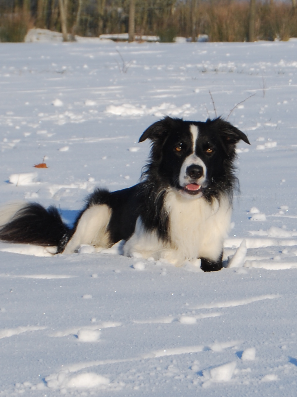 Devongem Border Collies