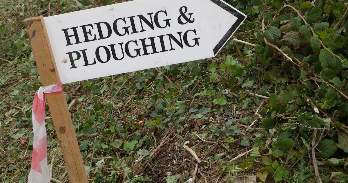 Laying a hedge, Dorset-style