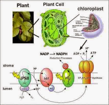 Biologie - Fotosintese