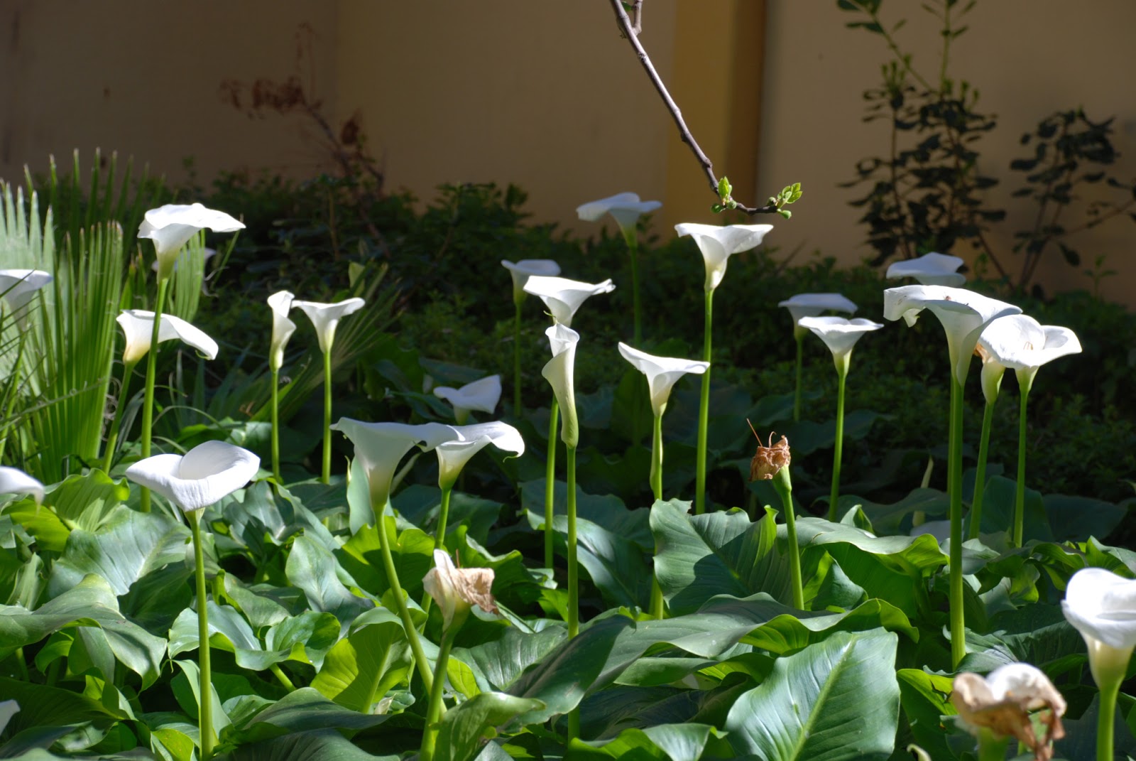 El Jardín del Instituto: Calas