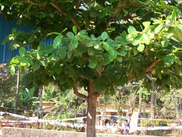 Prakruti -Mother Nature: Almond Trees in South India