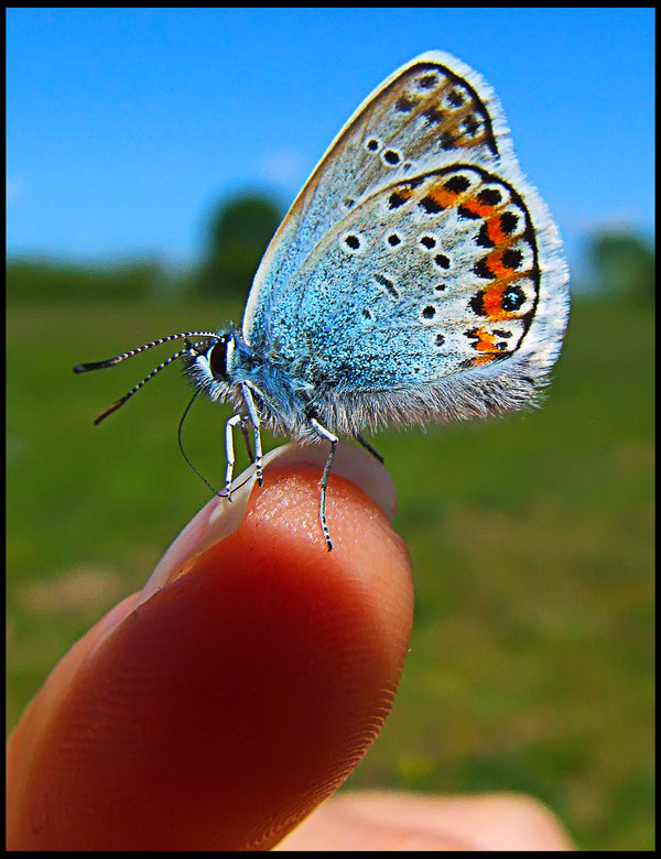 One Pic: Little Butterfly Photo