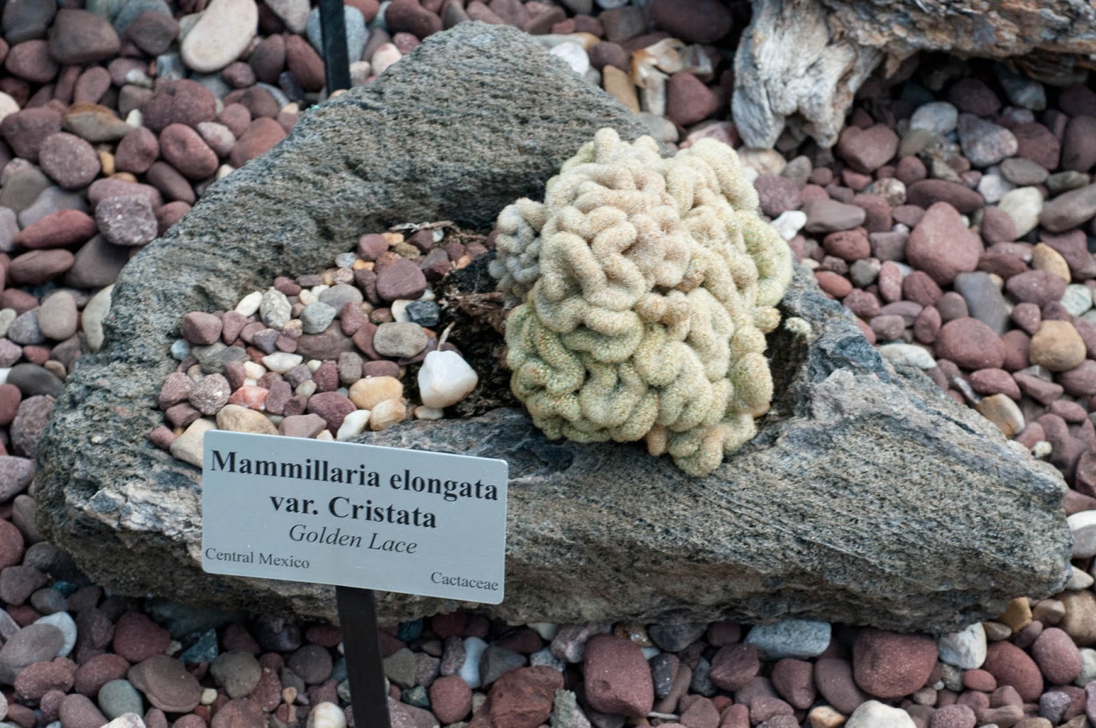 HOW TO GROW THE BRAIN CACTUS |The Garden of Eaden