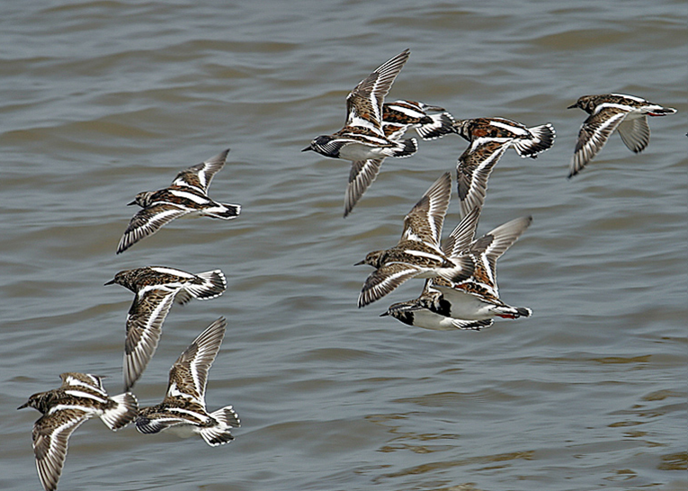 Birding For Pleasure: Turnstone