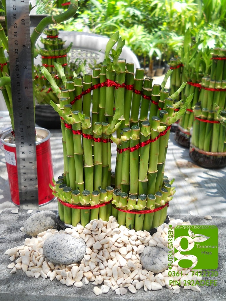 PUTRA GARDEN BALI: Distributor Tanaman Bambu Rejeki / Lucky Bamboo di Bali