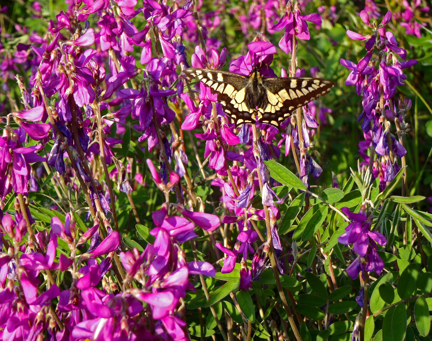 First Fireweed - Naturally North Idaho