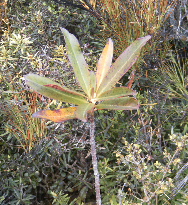 Explore and Discover Nature: Unusual Trees of Aotearoa - cauliflory and ...