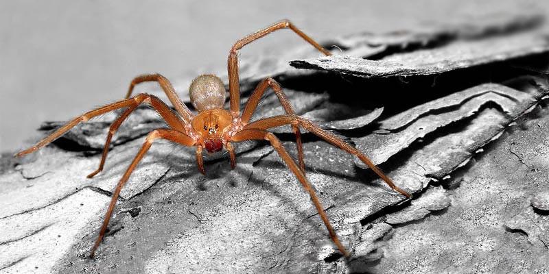 AmicoMario: RAGNI VELENOSI IN SARDEGNA. DOPO L’ARGIA UN ALTRO ARACNIDE ...
