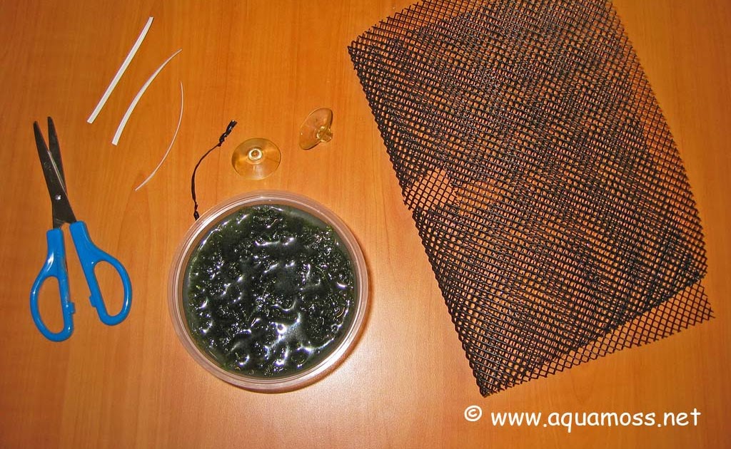 How to Grow Aquatic Moss Wall - Aquascape Aquarium - Freshwater ...