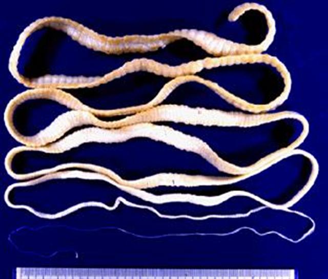 Clínica Veterinaria Galileo : Enfermedades: Las tenias