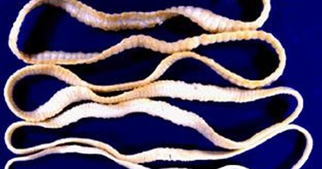 Clínica Veterinaria Galileo : Enfermedades: Las tenias