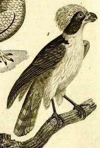 HISTORIAS ZOOLOGICAS: EL MACAGUÁ O GUACO (Herpetotheres cachinnans ...