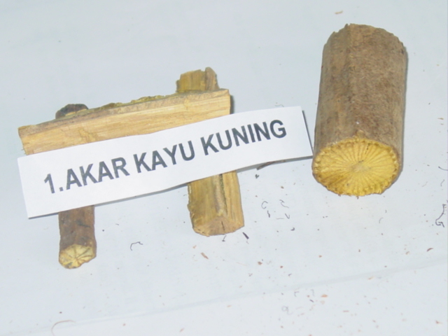 Conservation Camp Site: Akar Kayu Kuning...Yellow Roots