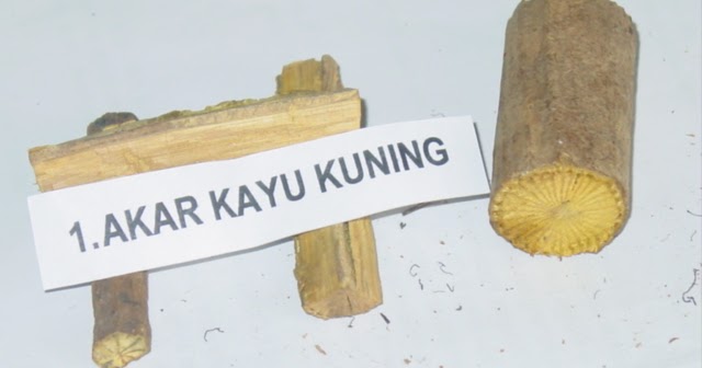 Conservation Camp Site: Akar Kayu Kuning...Yellow Roots