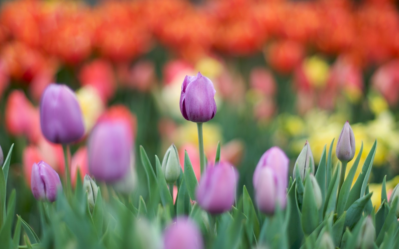 Remembering Brady and Ben- Surviving a Double Loss in a Triple Blessing