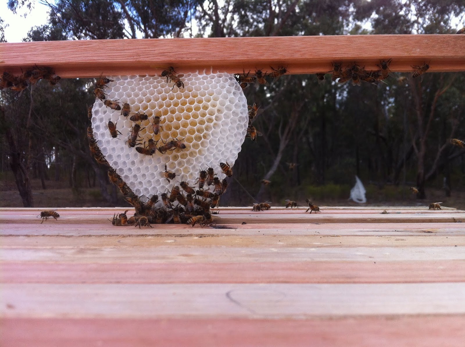 Bruce Teakle's Pages: Starting a top bar bee hive