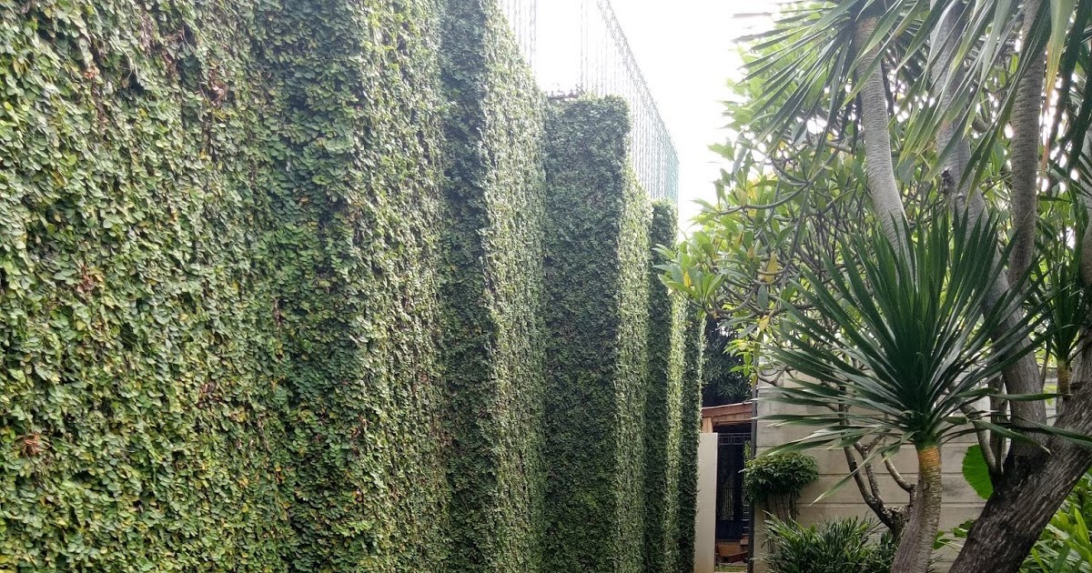 Inspirasi Top Tanaman Di Tembok