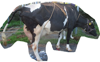 牛馬ライオンへびサソリ: 牛と馬の倒し方（ロープスクィーズ）