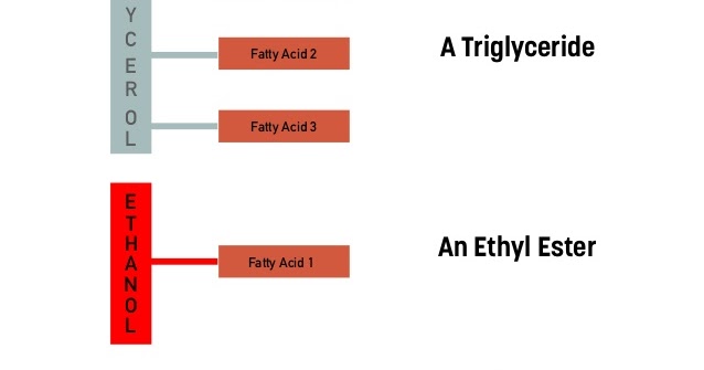 Omega 3 triglyceride vs ethyl ester - Healthcare