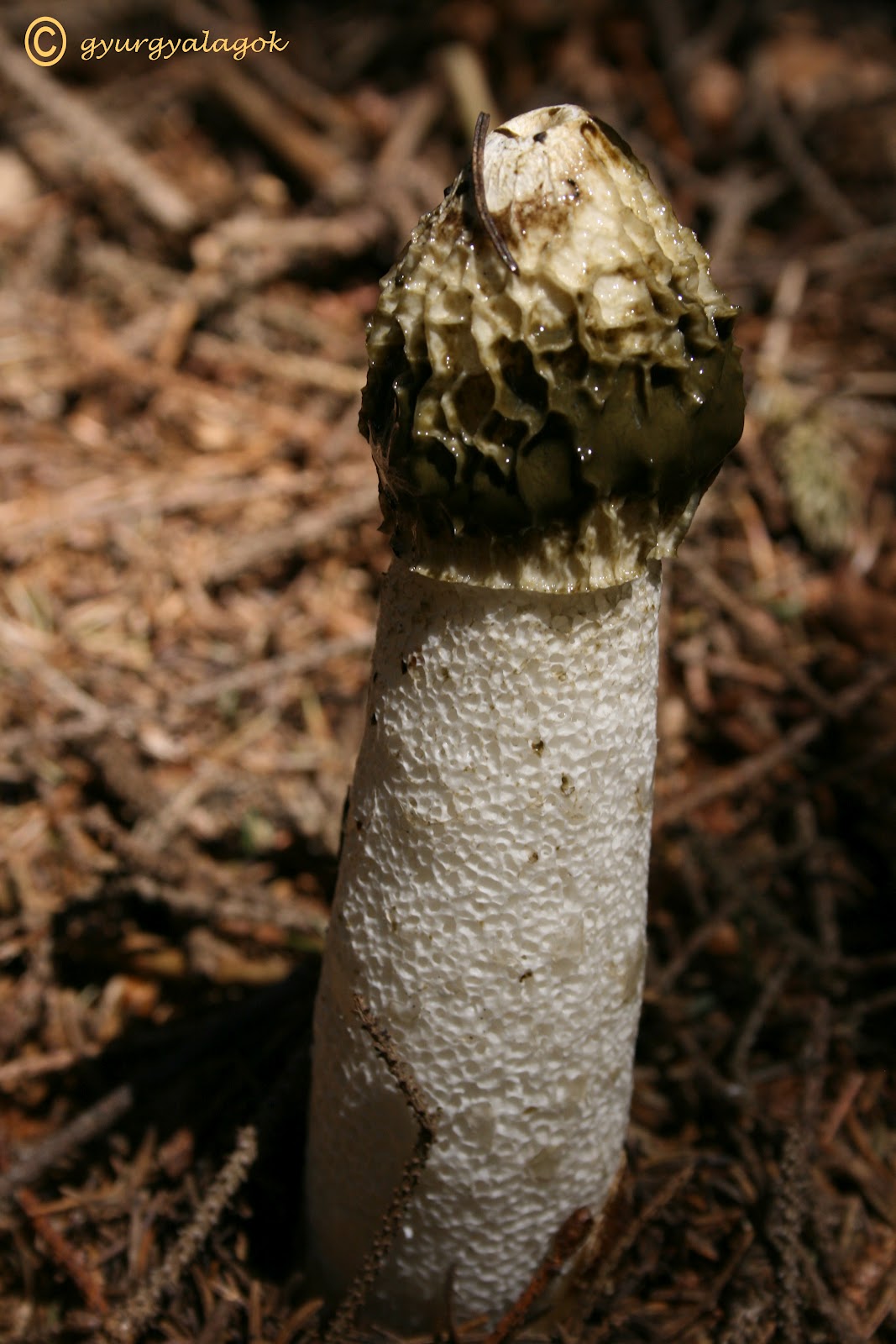 Ilyen a természetünk: Gomba szemlén