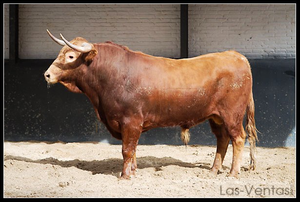 ambitotoros: NOVILLOS Y NOVILLOS.COMPARACIÓN DE FOTOGRAFÍAS. ¿DE QUE ...