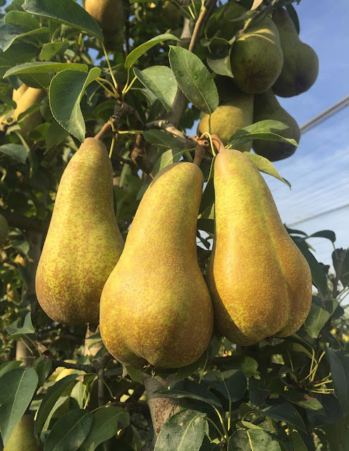 CURARSI CON IL PERO - Blog di pociopocio