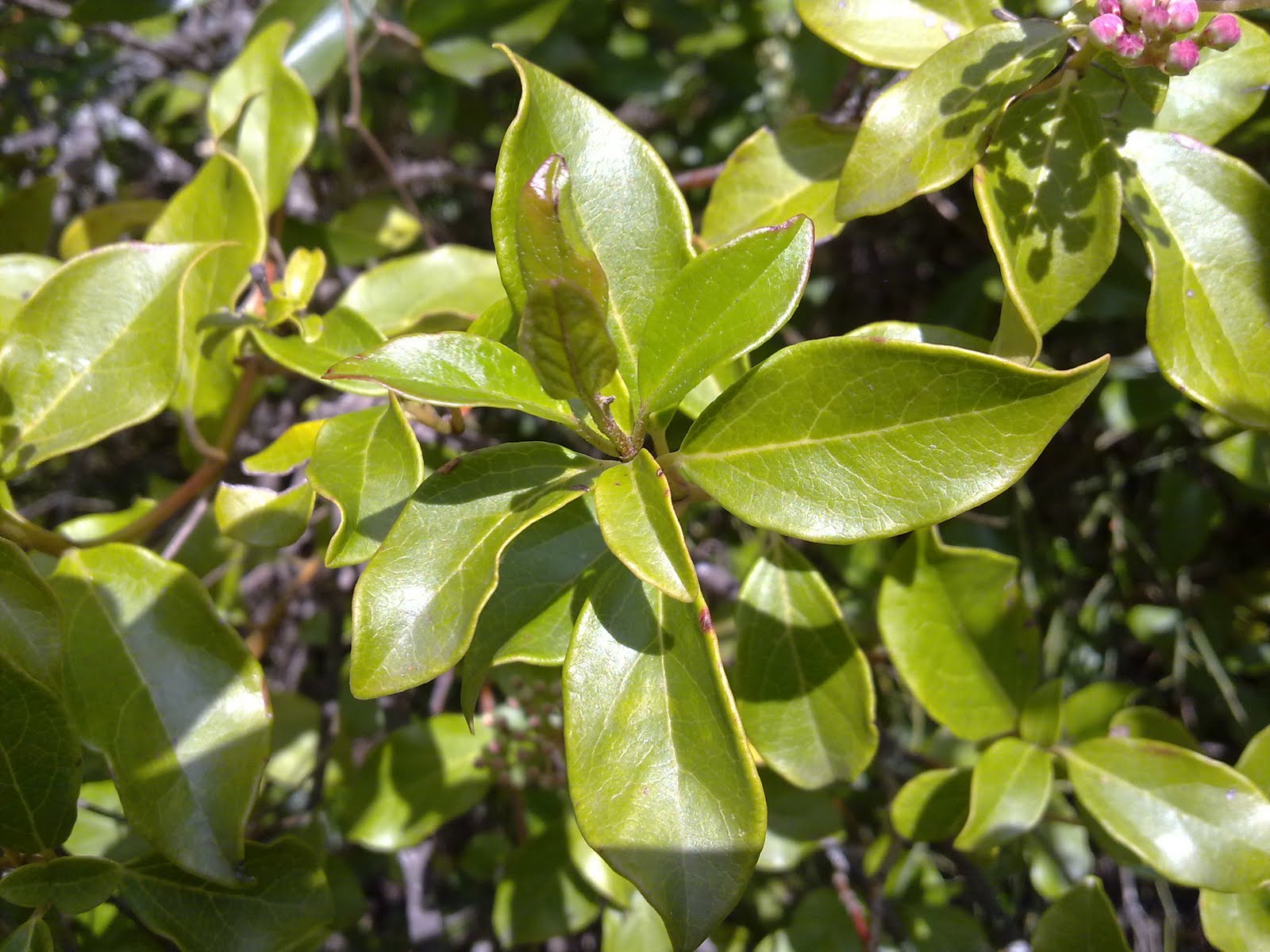 aula-botanica: ARRAYÁN MORISCO