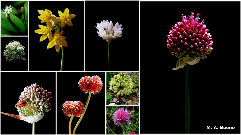 Foto-Natura-Huesca: 蔥屬 Allium Carl von Linné, 1753 Lauch Arten, الثوم ...