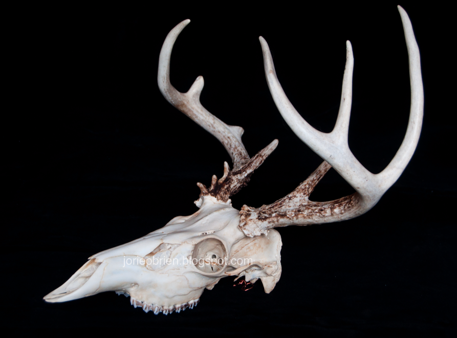 Cougars in the East : r/megafaunarewilding