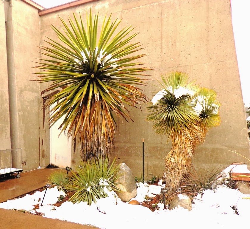 Yucca Faxoniana