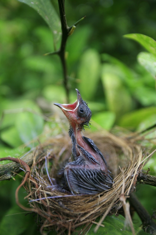 Beautiful Birds With Their Nests (10 Photos)