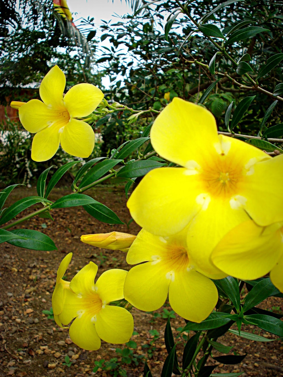 Indah dan Menawan Bunga Desa - Relaks Minda