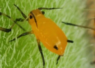 Springfield Plateau: Aphid Cornicles