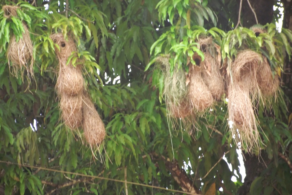 TERCEIRA VIA: Lenda Amazônica: O Japim