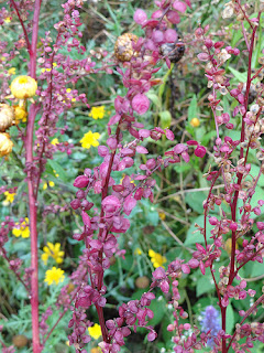 Las plantas y sus usos: 08/01/2012 - 09/01/2012