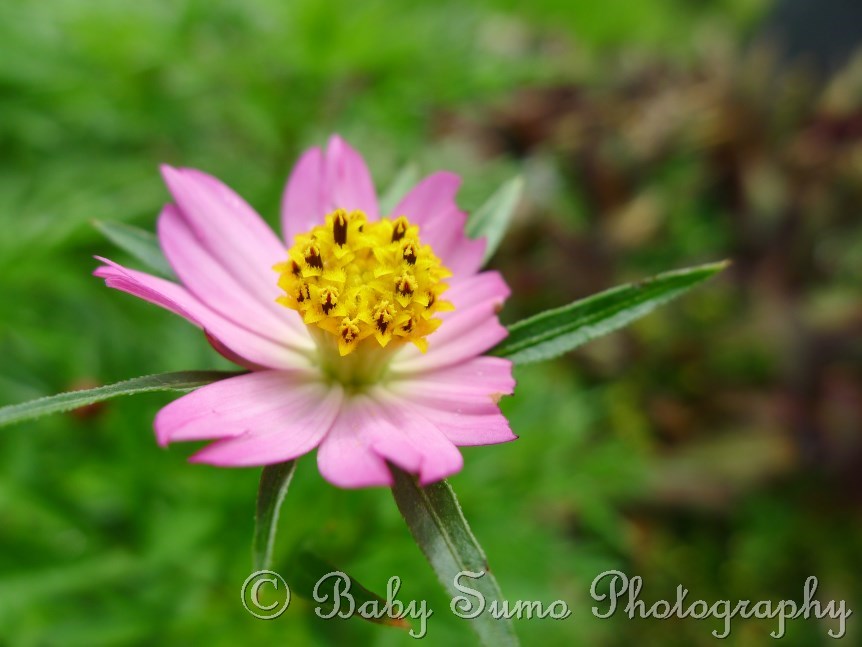 Baby Sumo Photography: Ulam raja flower and beautiful cloudporn - KL ...
